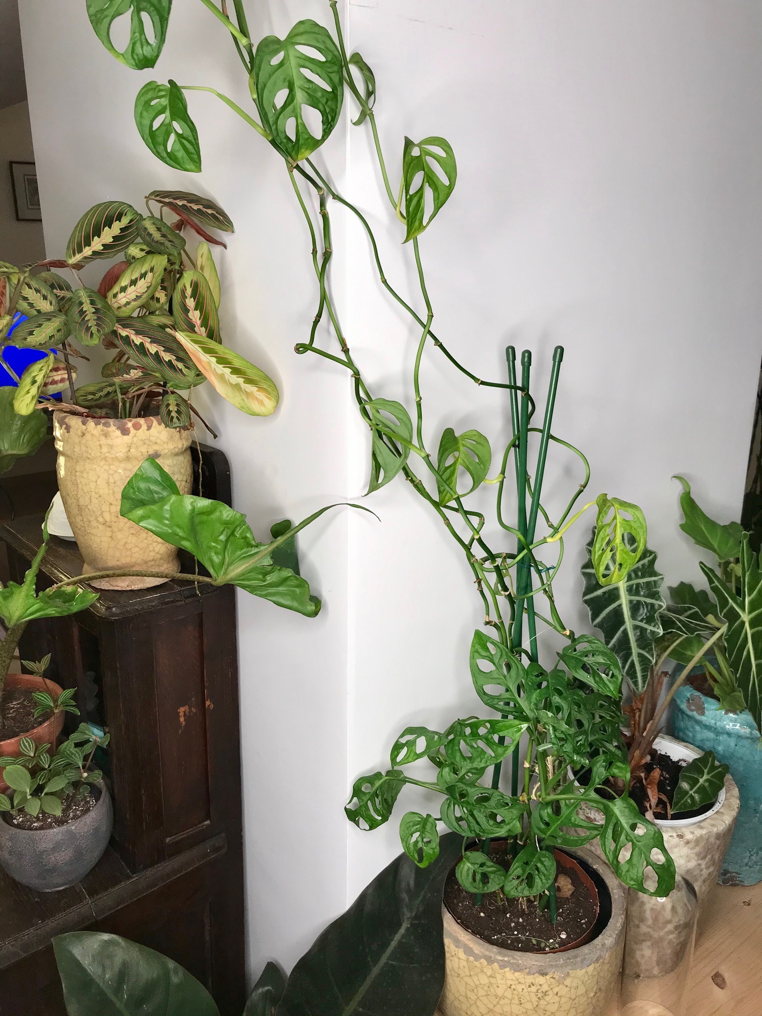 #prieteniiverziaidianei (5): Monstera, planta cea mai iubită pe ...