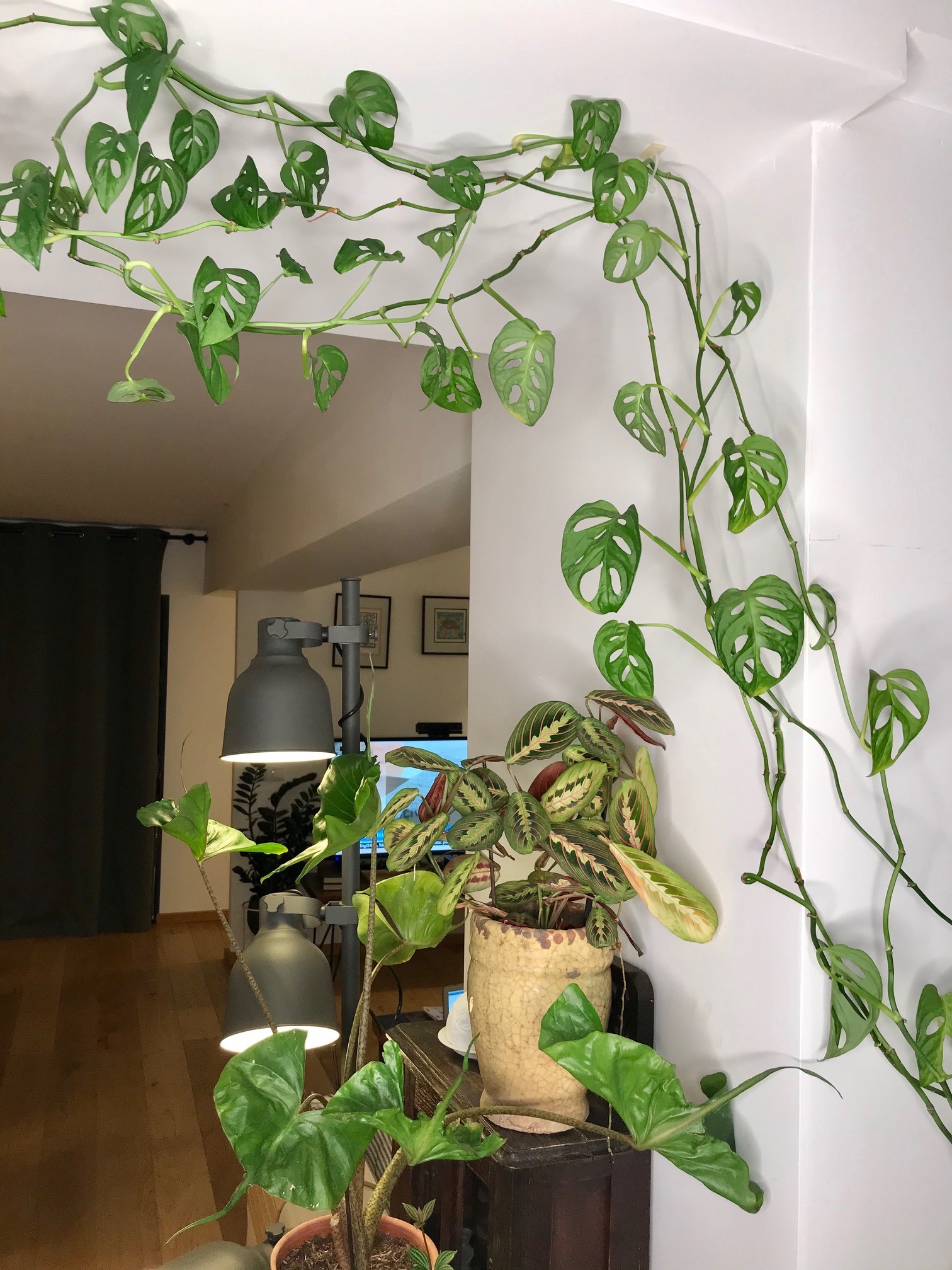 #prieteniiverziaidianei (5): Monstera, planta cea mai iubită pe ...